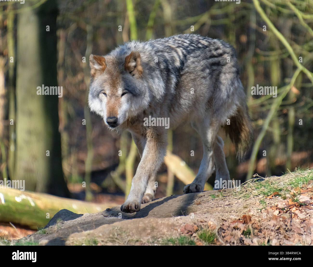Wolf-Europaeischer Grauwolf in Deutschland in Aktion. Wolf-Grauwolf ...