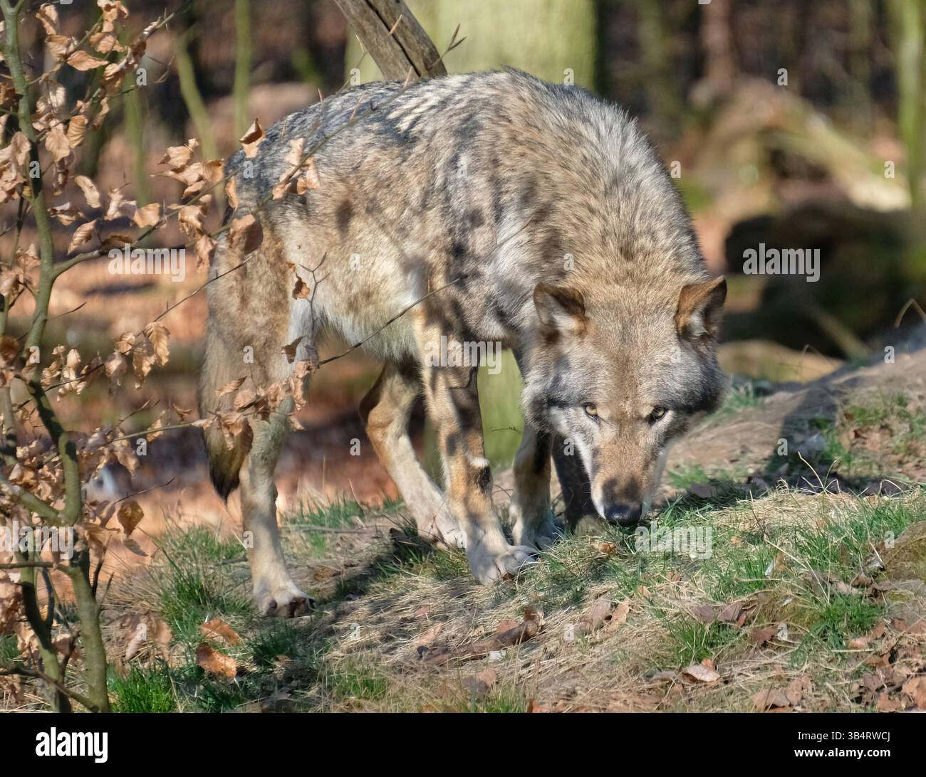 Wolf-Europaeischer Grauwolf in Deutschland in Aktion. Wolf-Grauwolf ...