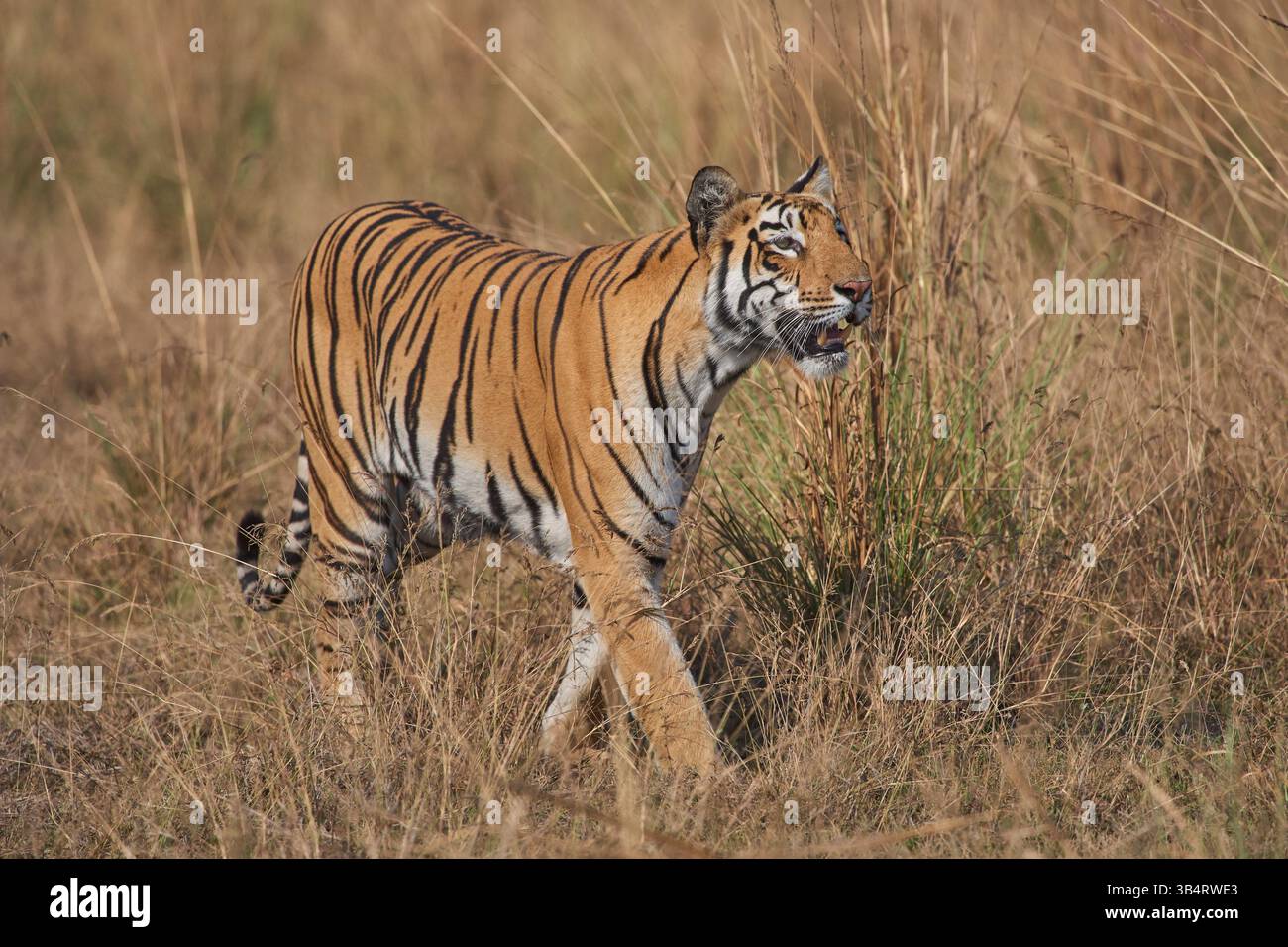 Wild Bengal Tigress F2 patrolling her territory at umred forest, India ...