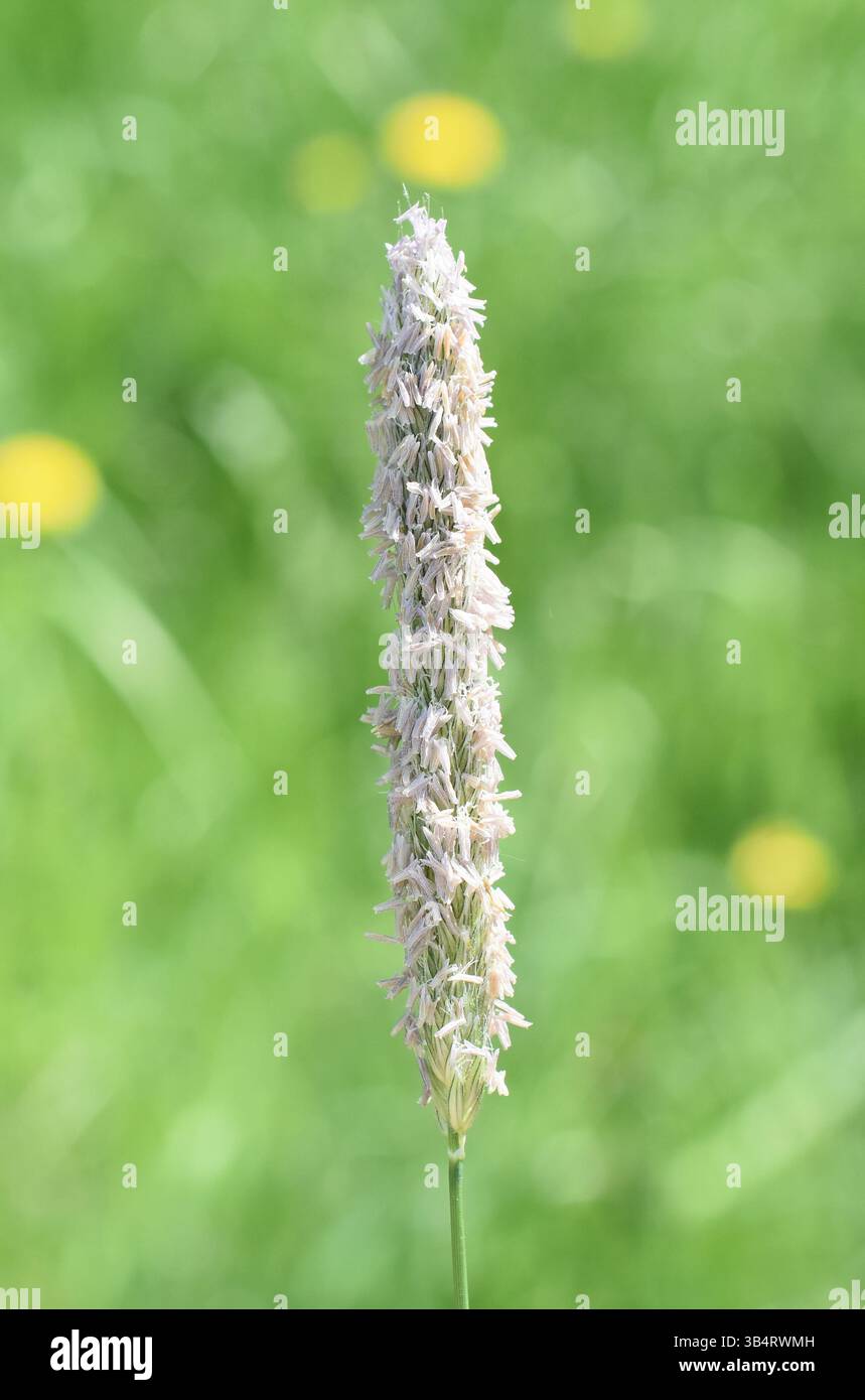 Alopecurus pratensis meadow foxtail grass flowering in grass field ...
