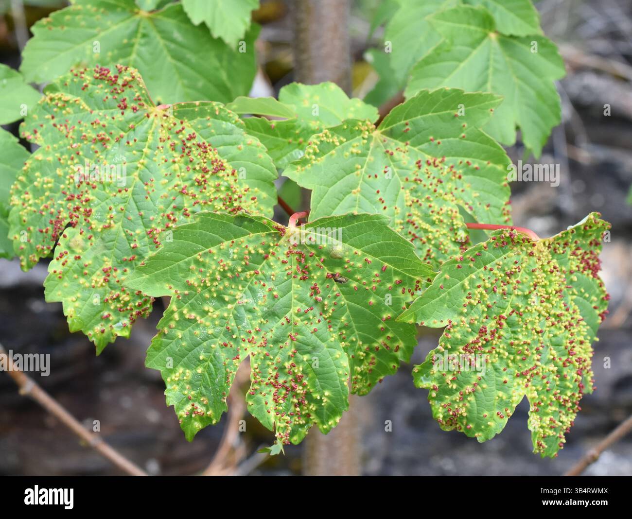 Red galls of gall mite Aceria macrorhynchus infection on acer leaf ...