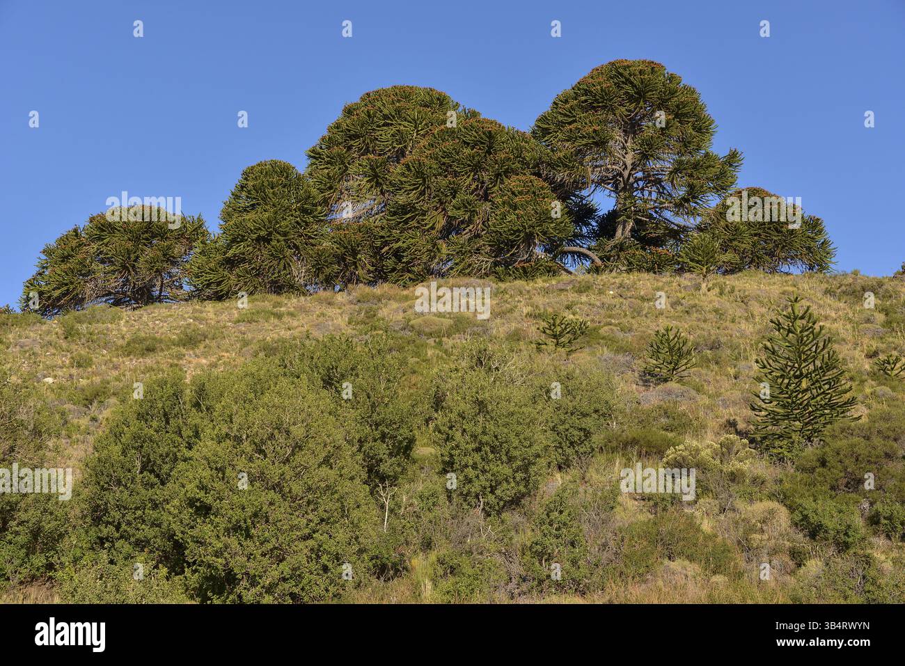 Monkey puzzle trees (Araucaria araucana) of various ages in Lanin ...