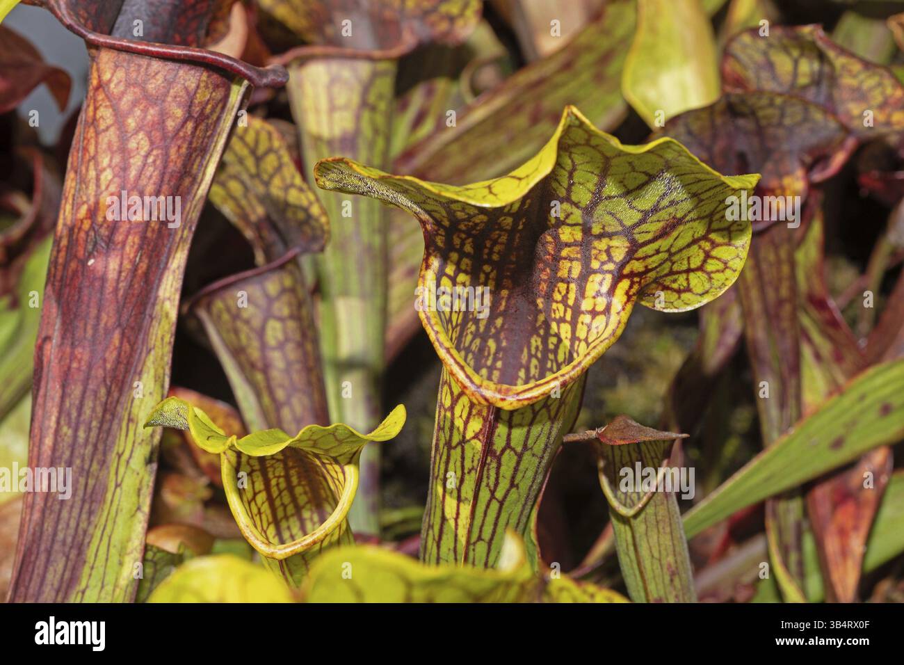 Venus flytrap green-brown trap leaves next to each other Stock Photo ...