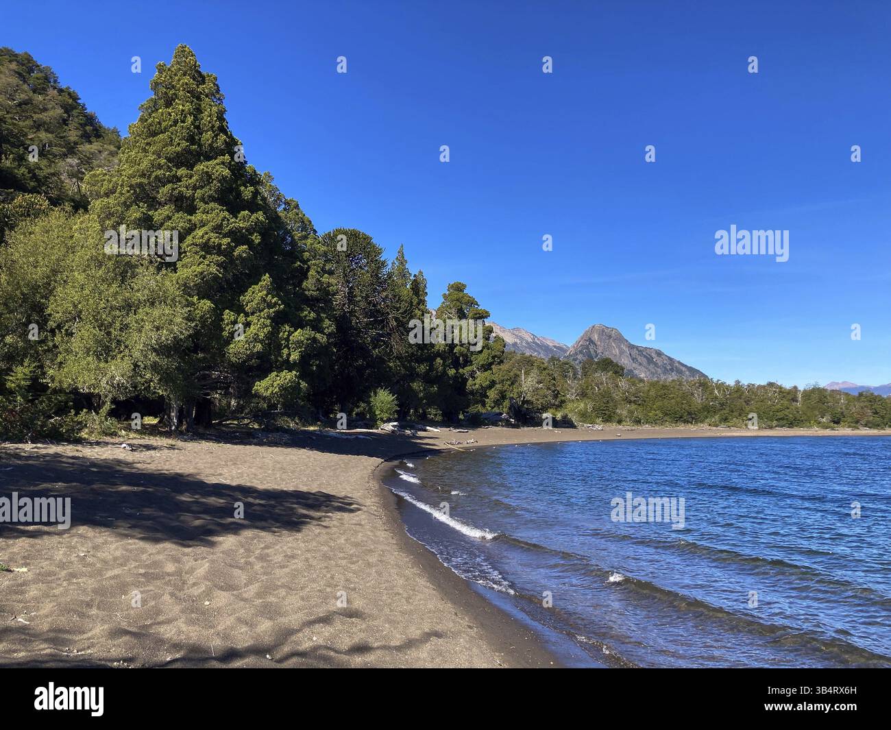Beach with old cypress trees and lava sand at Lake Paimun in Lanin ...