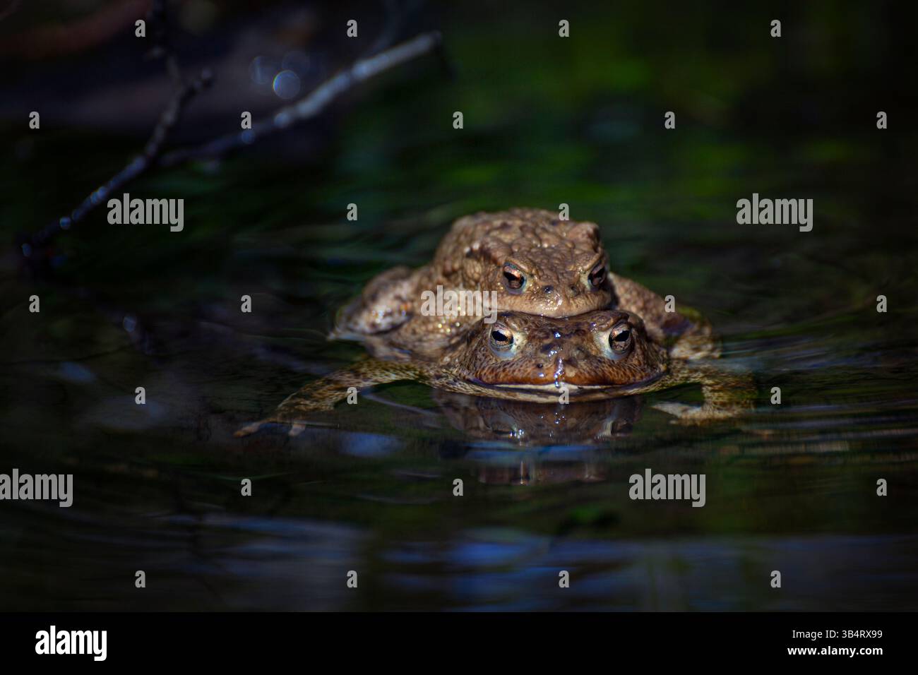 Toads mating in water hi-res stock photography and images - Alamy