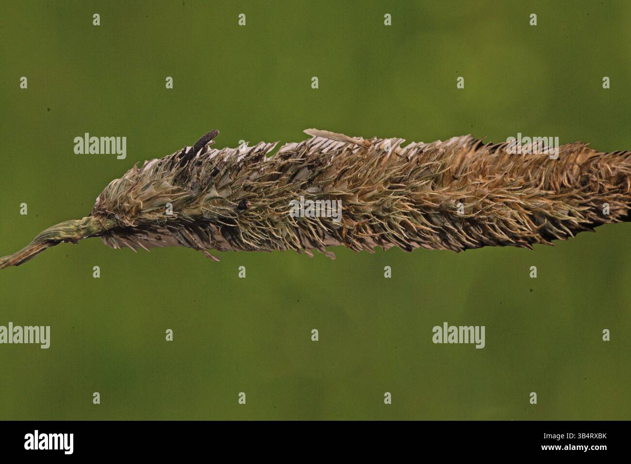 Ergot mushroom club-shaped light brown fruiting bodies in an ear of ...