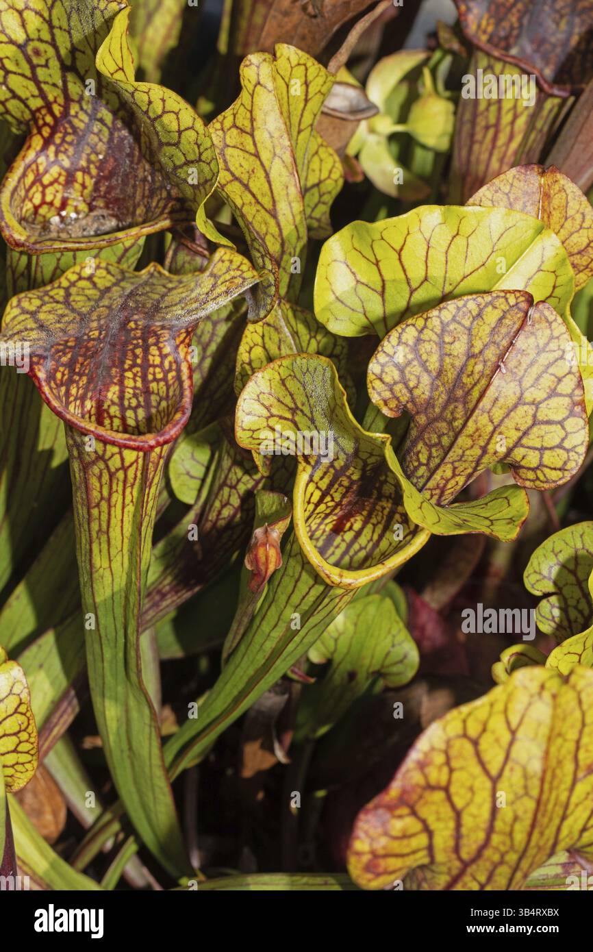Venus flytrap green-brown trap leaves next to each other Stock Photo ...