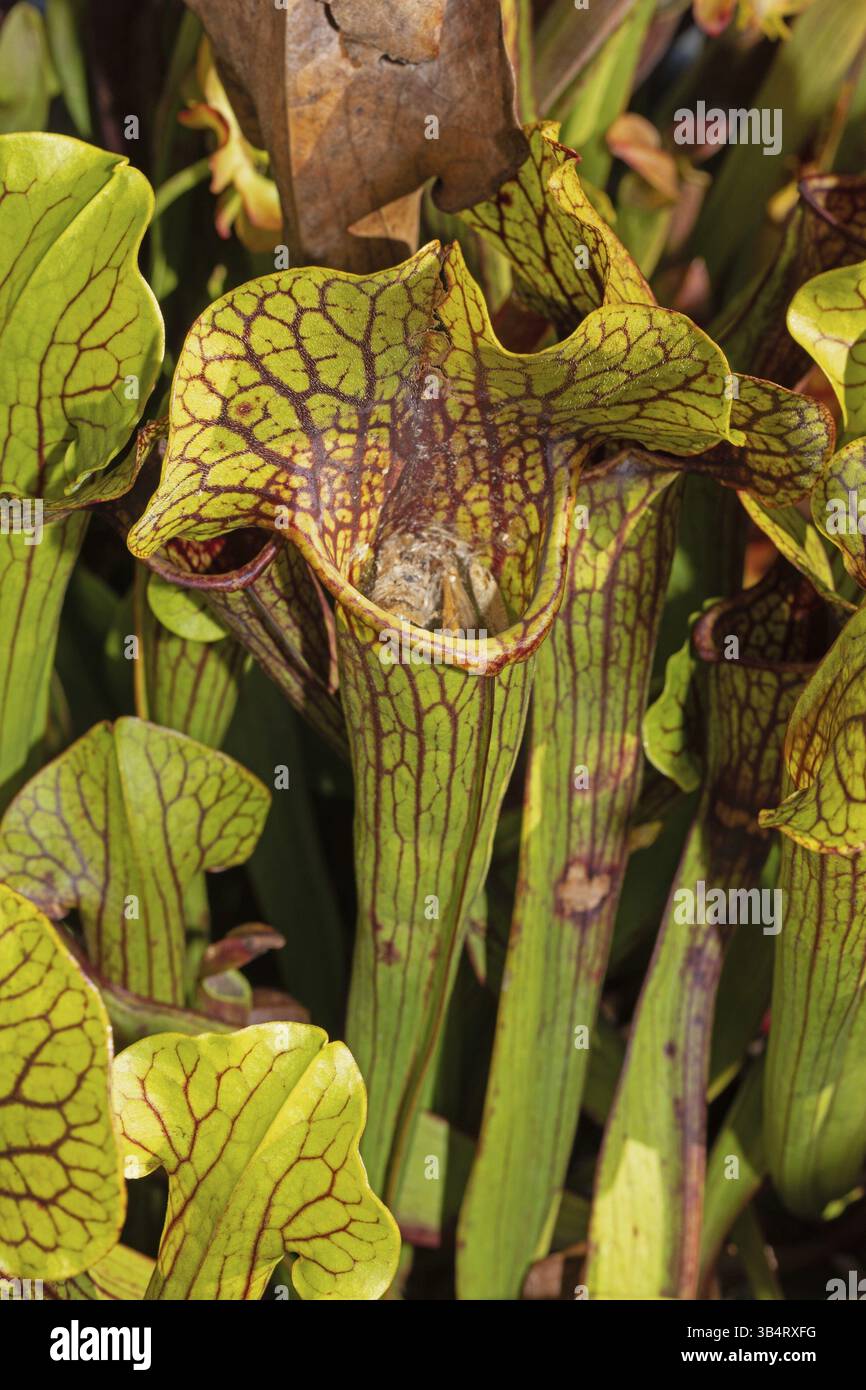 Venus flytrap green-brown trap leaves next to each other Stock Photo ...