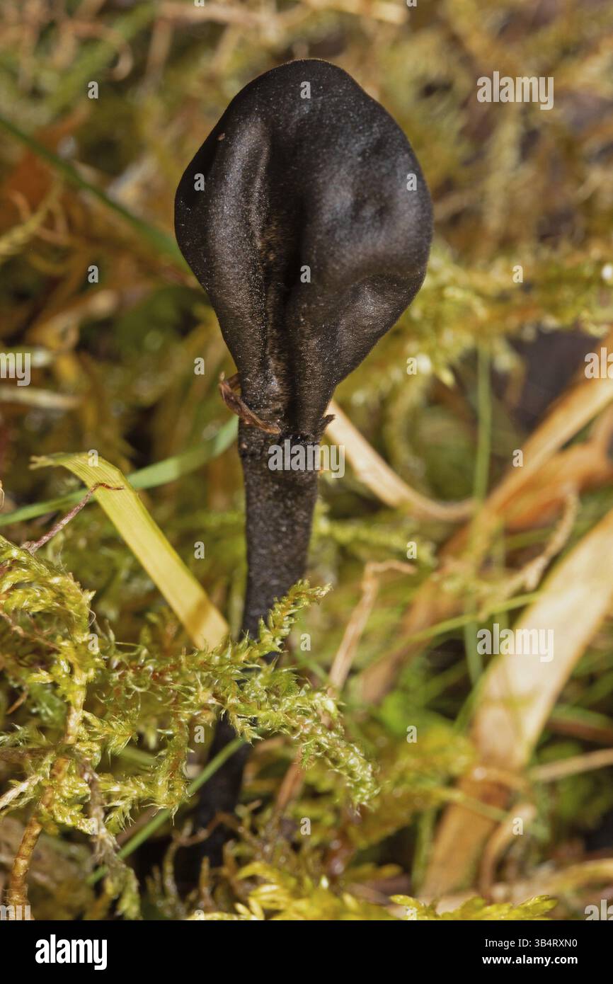 Common hair tongue Fruiting body with spear-shaped black stalk and cap ...