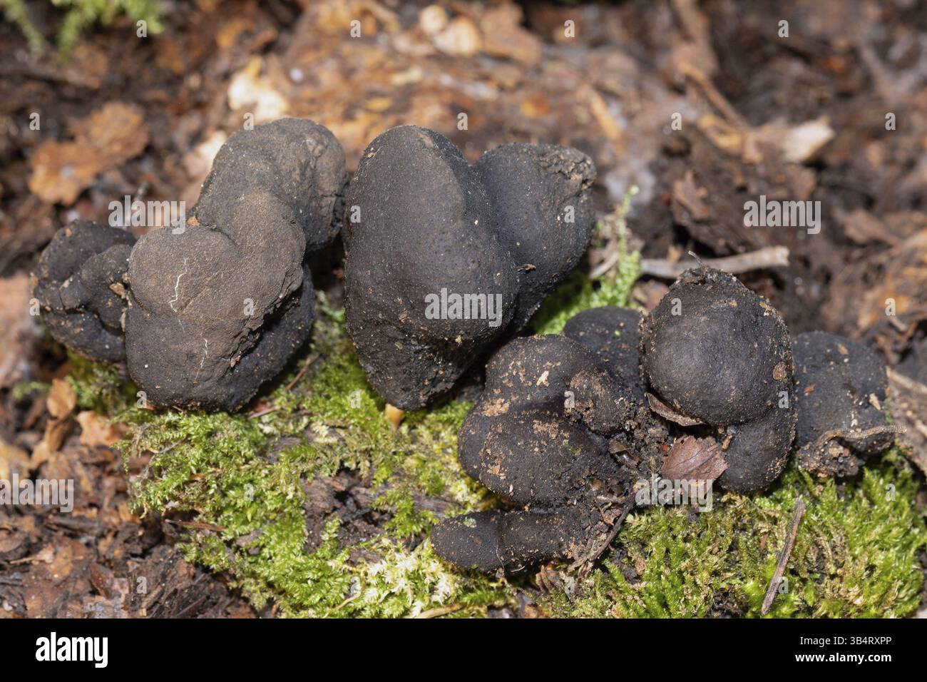 Dead man's fingers several light brown club-shaped fruiting bodies next ...