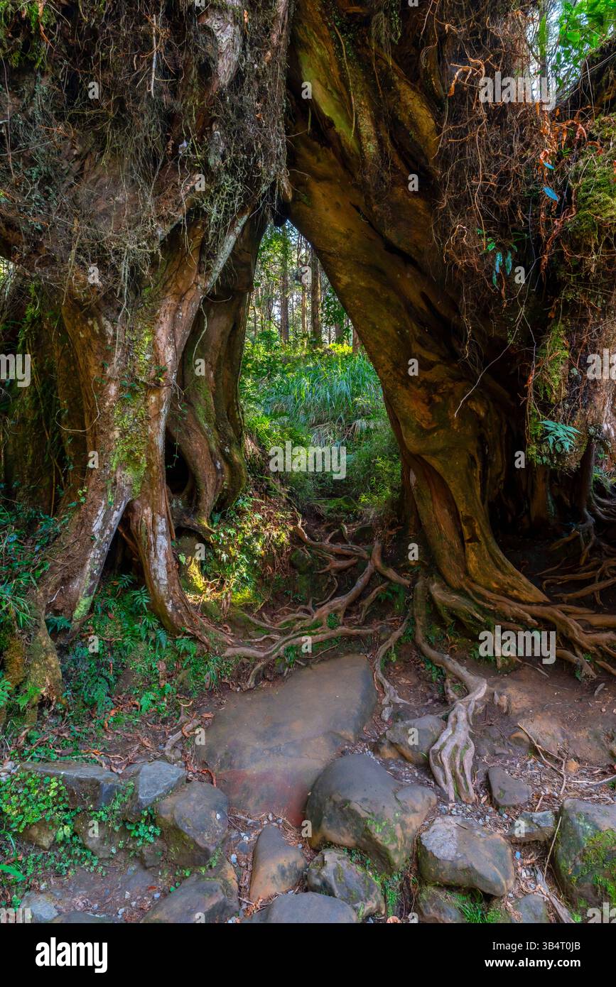 Giant cypress tree hi-res stock photography and images - Alamy