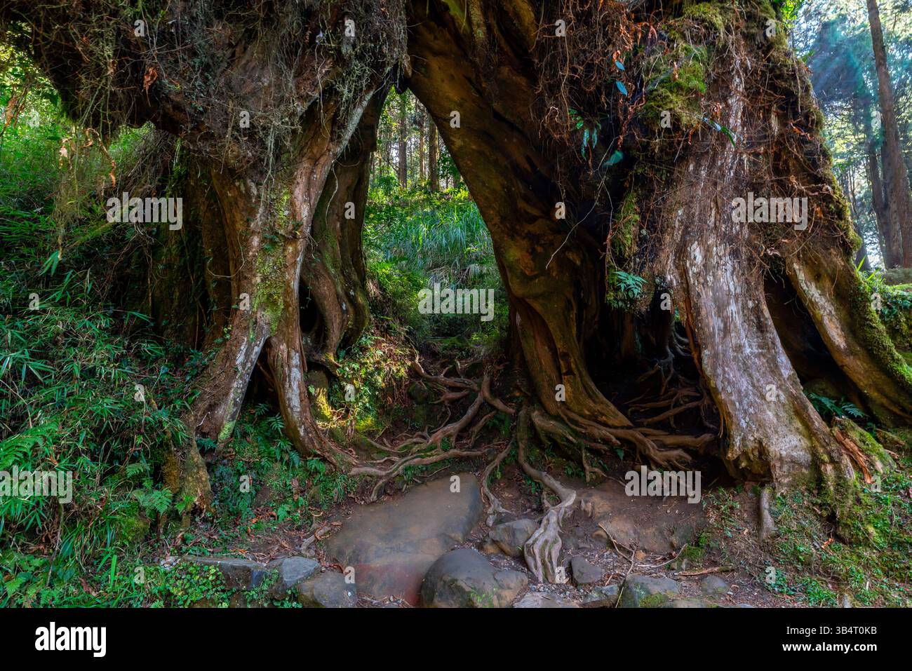 Giant cypress tree hi-res stock photography and images - Alamy