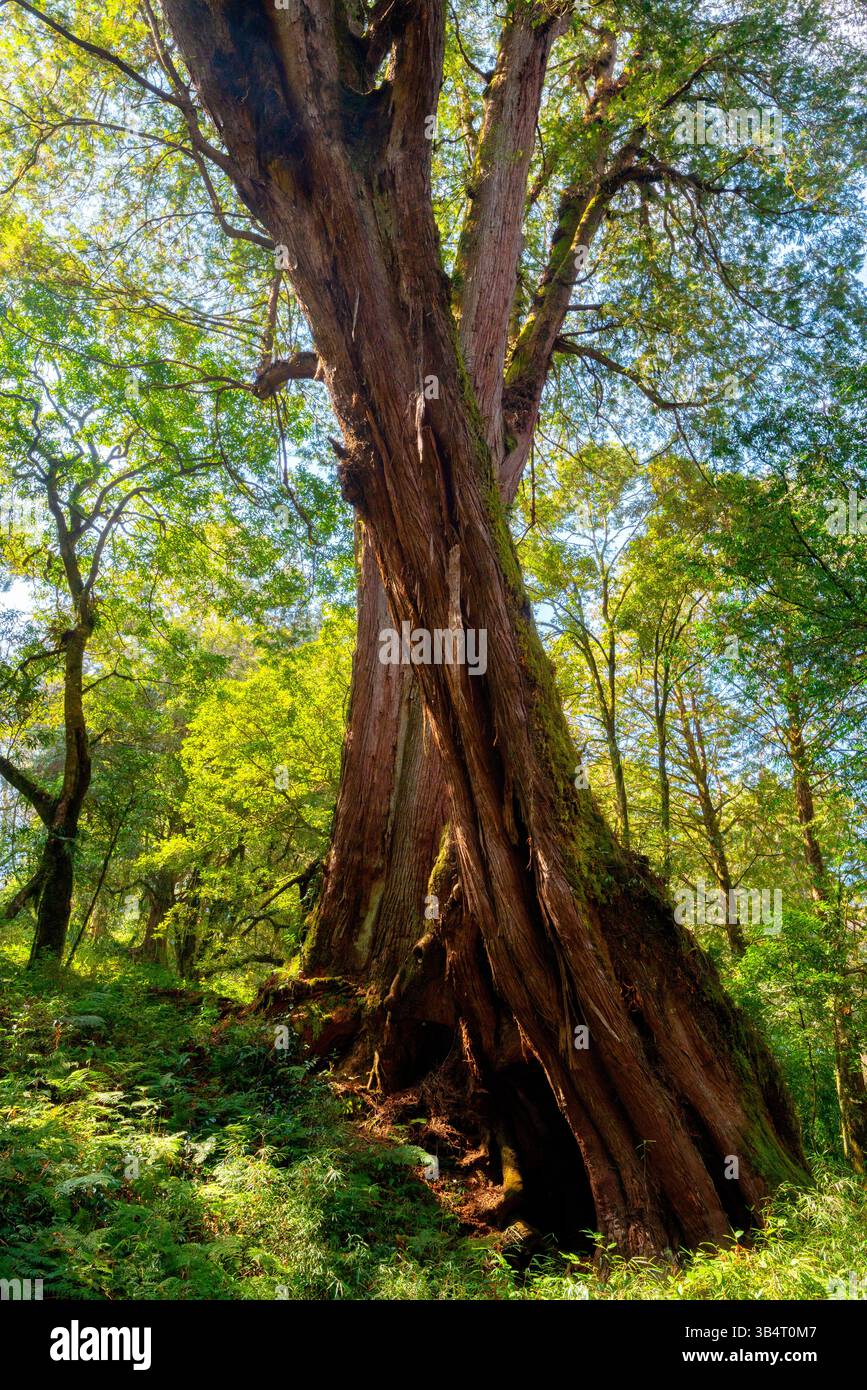 The Giant Tree Cluster Trail leads through the magnificent Alishan ...