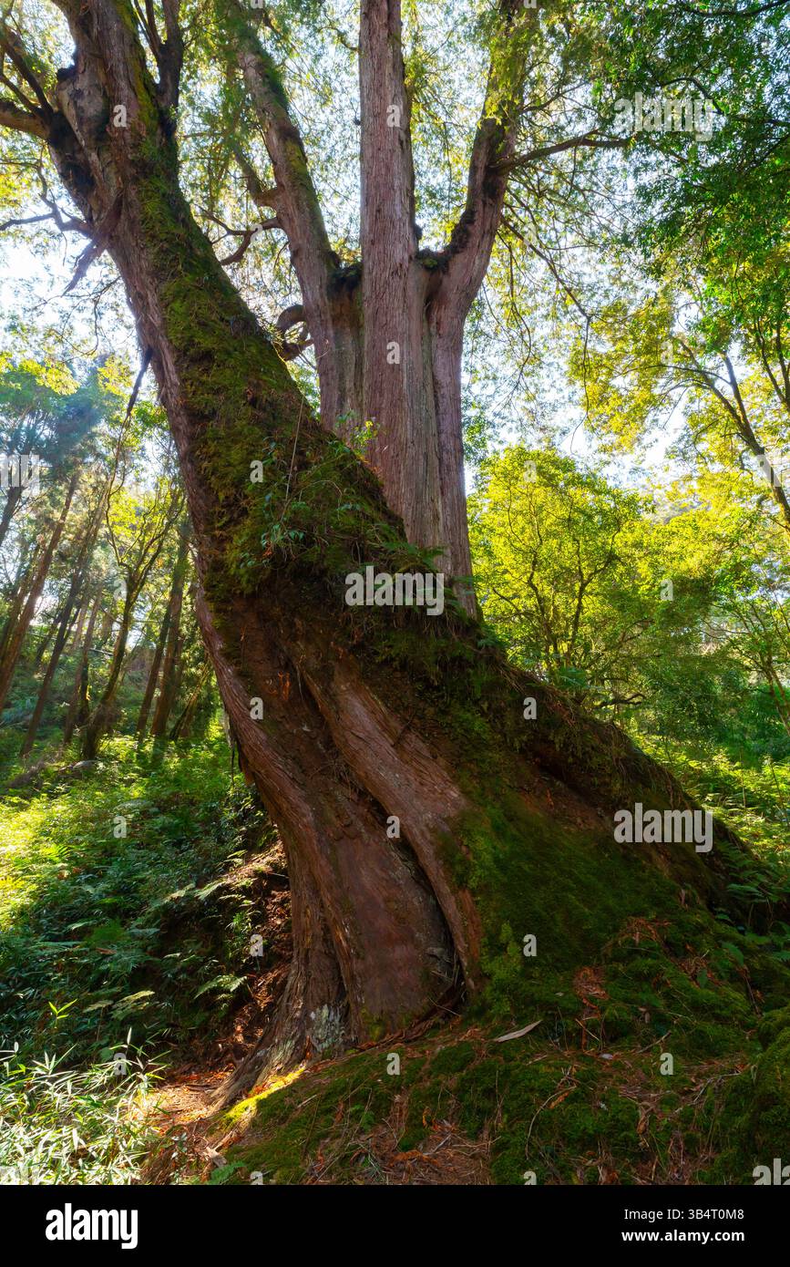 The Giant Tree Cluster Trail leads through the magnificent Alishan ...