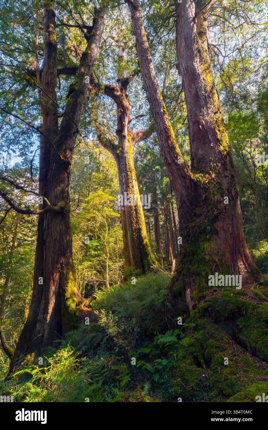 The Giant Tree Cluster Trail leads through the magnificent Alishan ...