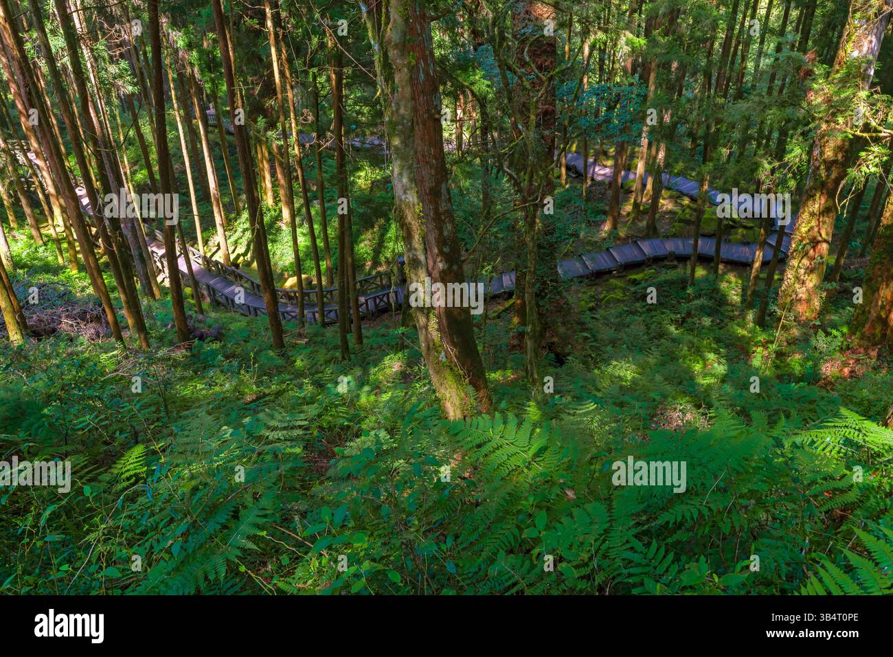 The Giant Tree Cluster Trail leads through the magnificent Alishan ...