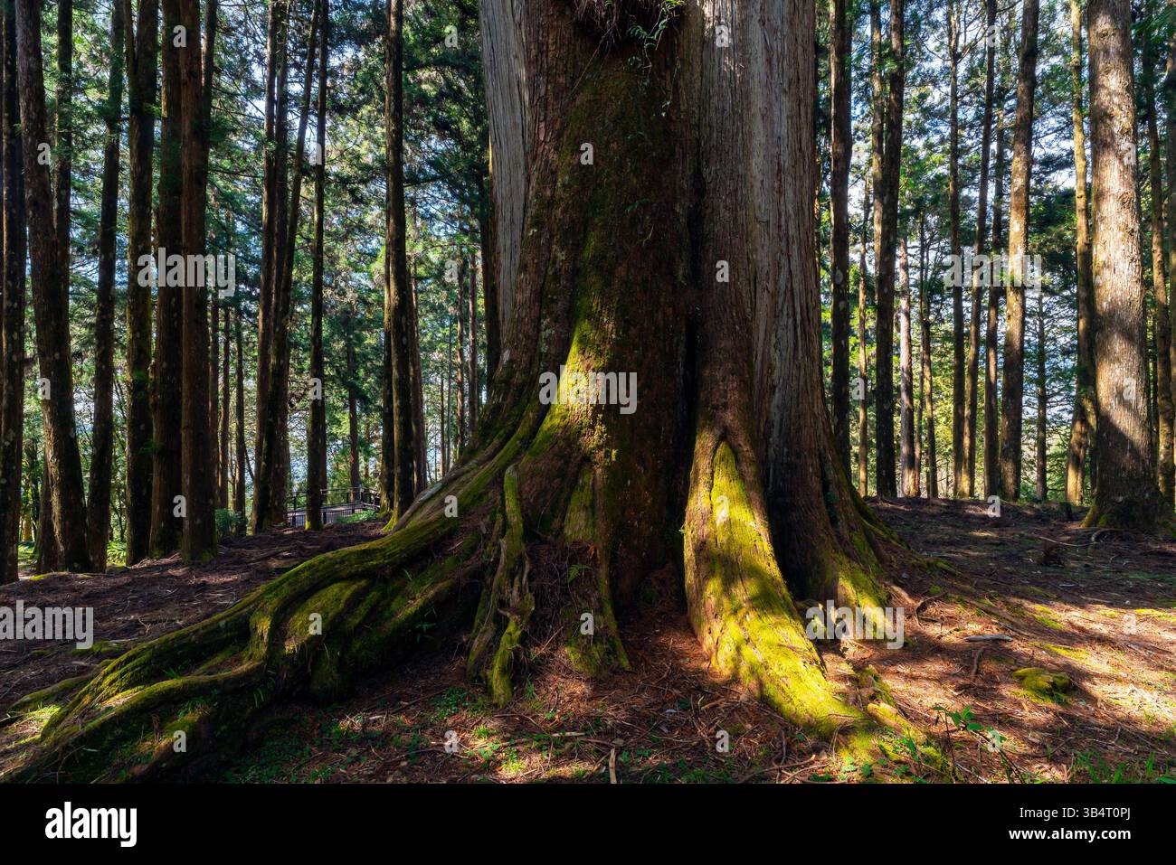 Thousand year cypress tree hi-res stock photography and images - Alamy