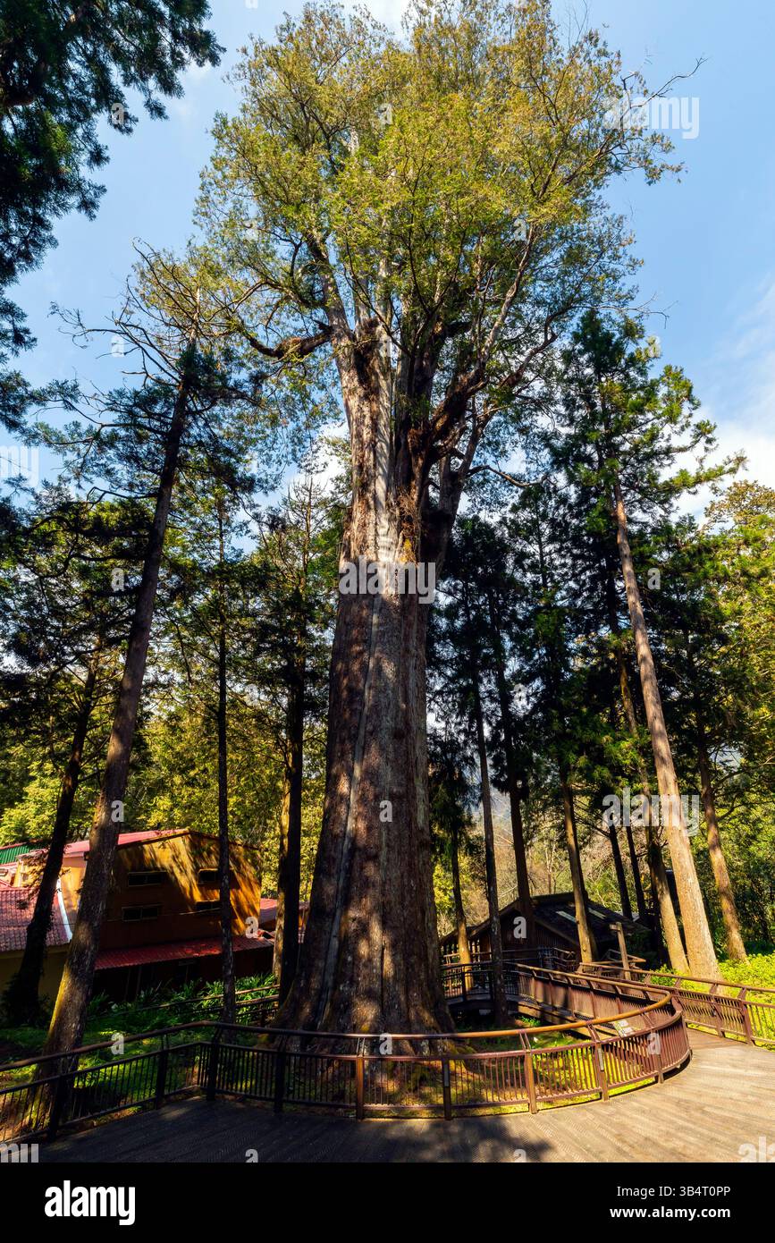 The Giant Tree Cluster Trail leads through the magnificent Alishan ...