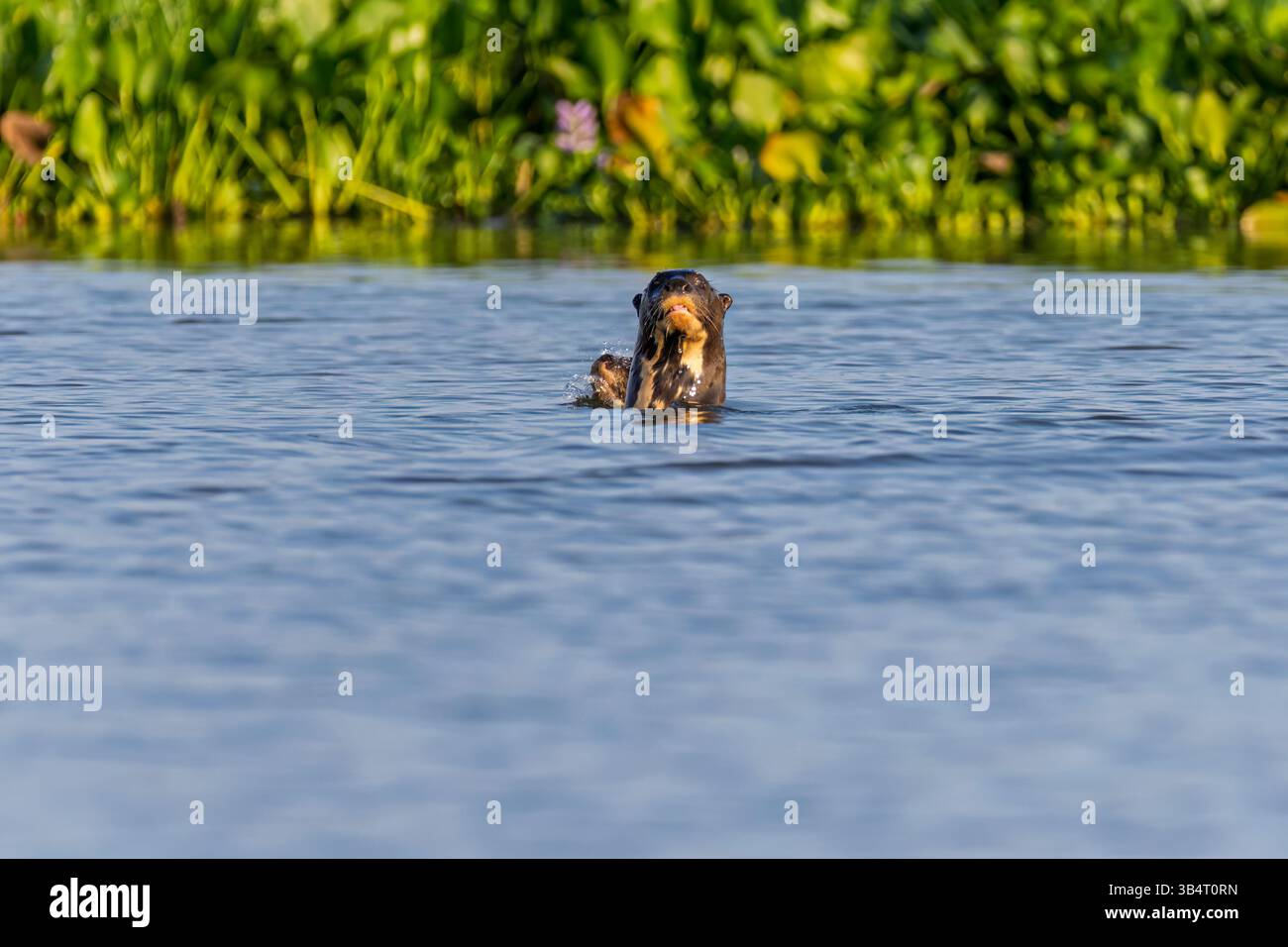 A giant otter or giant river otter (Pteronura brasiliensis) periscoping ...