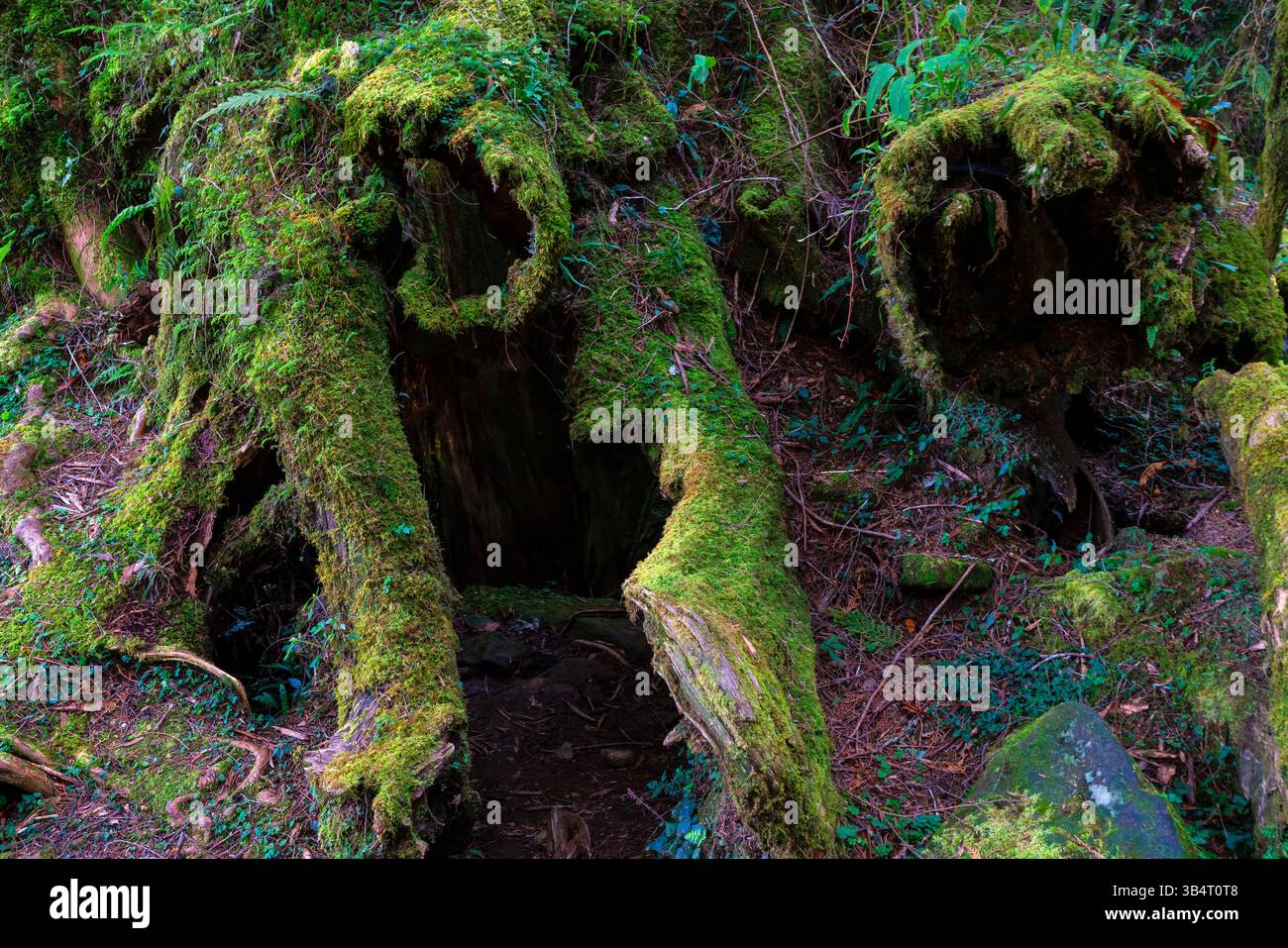 Giant cypress tree hi-res stock photography and images - Alamy