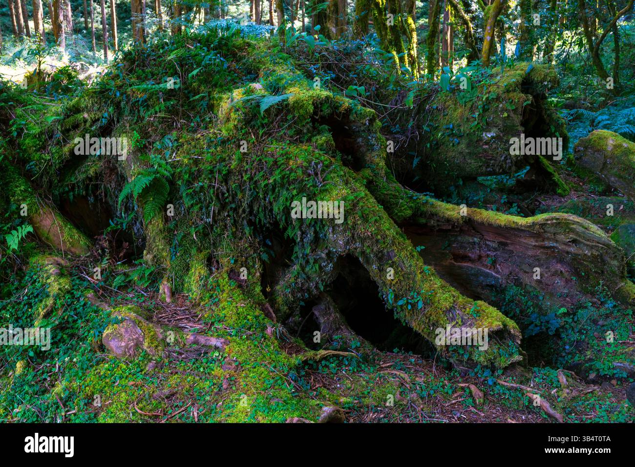 Remains of giant Cypress treee. The Giant Tree Cluster Trail leads ...