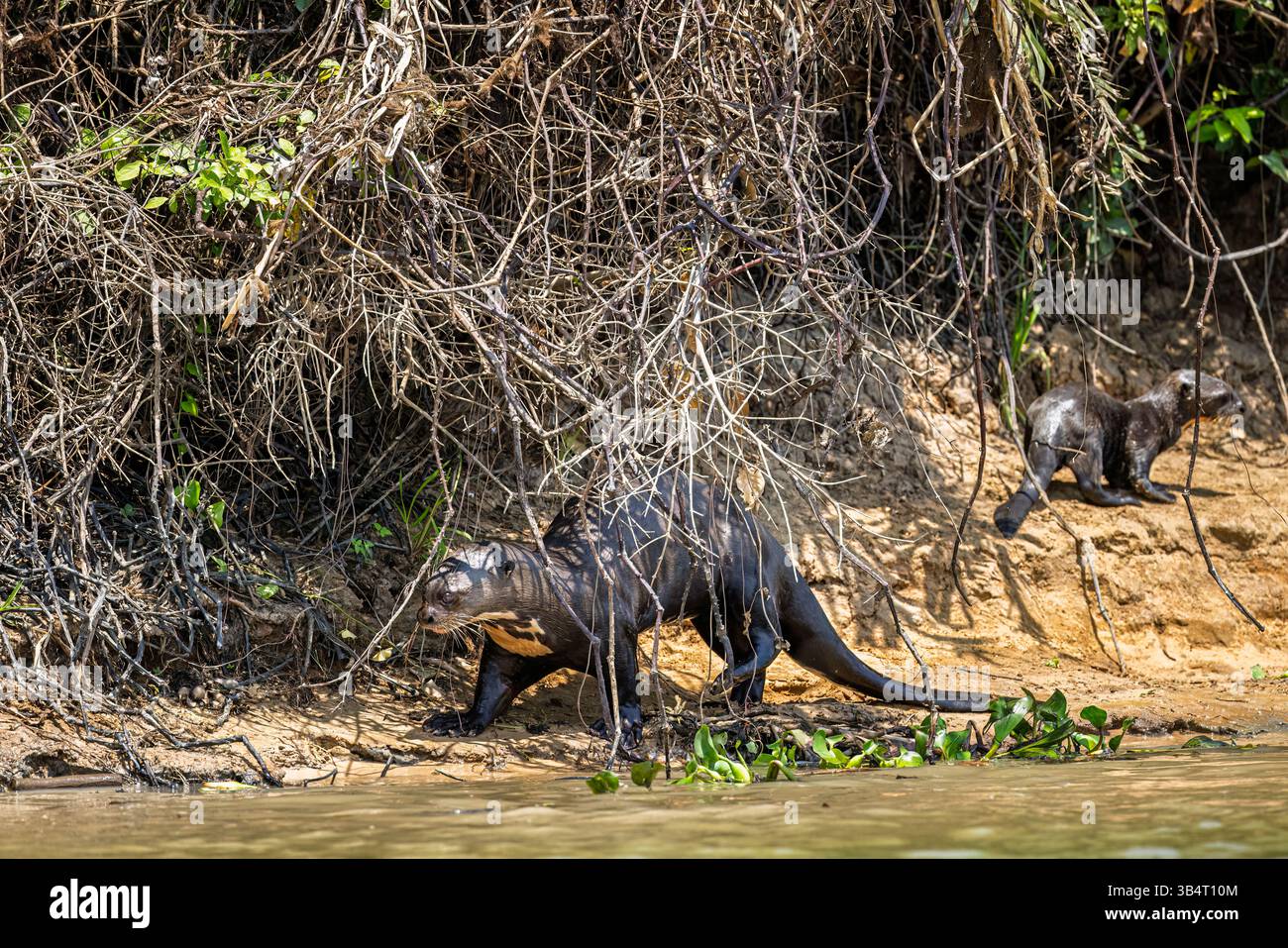 Two giant otters or giant river otter (Pteronura brasiliensis) on the ...
