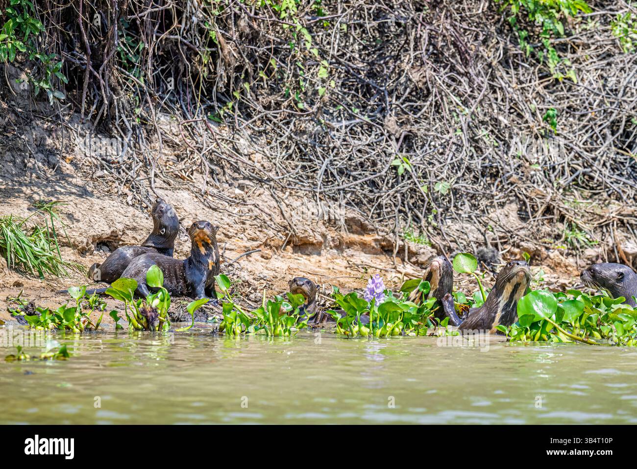 A family of giant otters or giant river otter (Pteronura brasiliensis ...