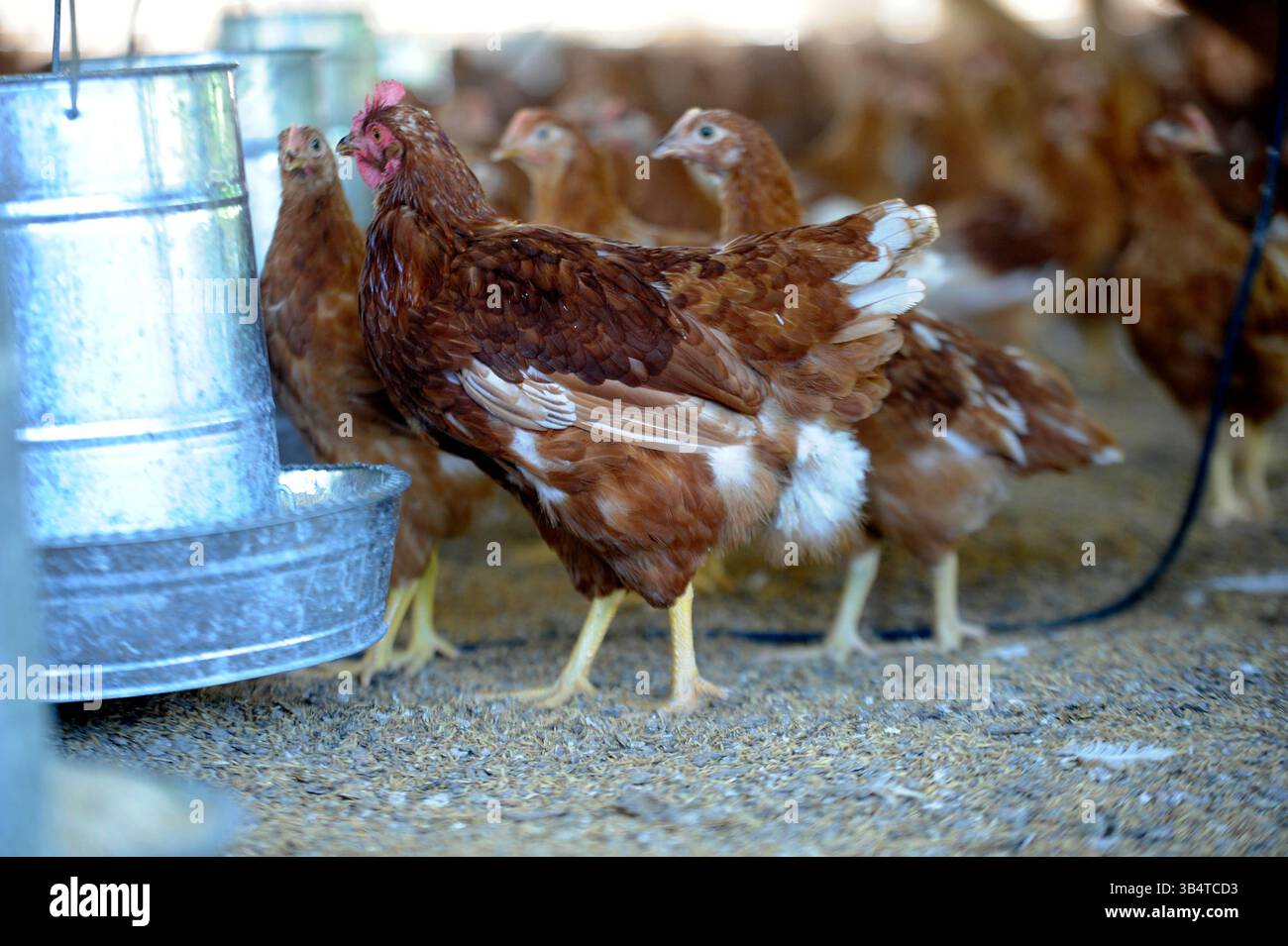 30 semanas hi-res stock photography and images - Alamy