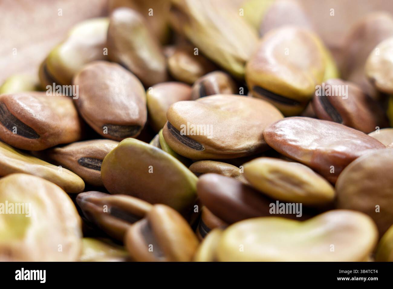 Harvesting broad beans vicia hi-res stock photography and images - Alamy