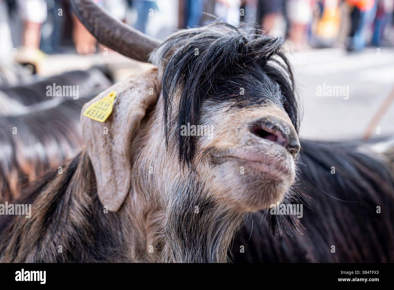 A goat with a tag on its ear and a black mane. The goat is looking at ...