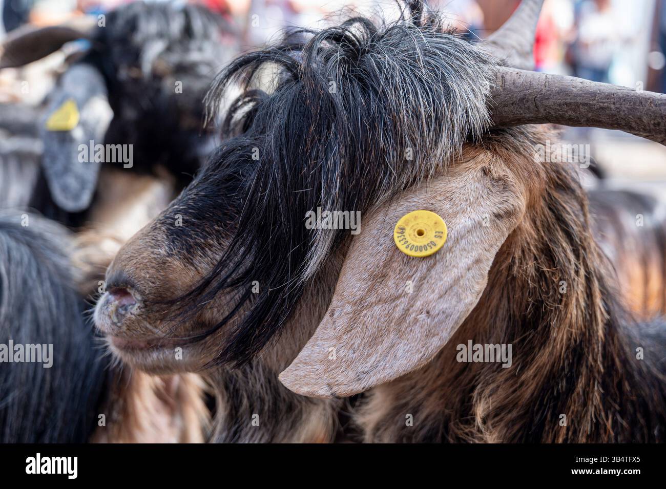 A goat with a yellow tag on its ear. The goat is black and white Stock ...