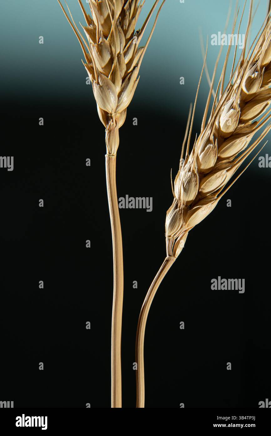 Two golden ears of wheat on a dark blue background Stock Photo - Alamy
