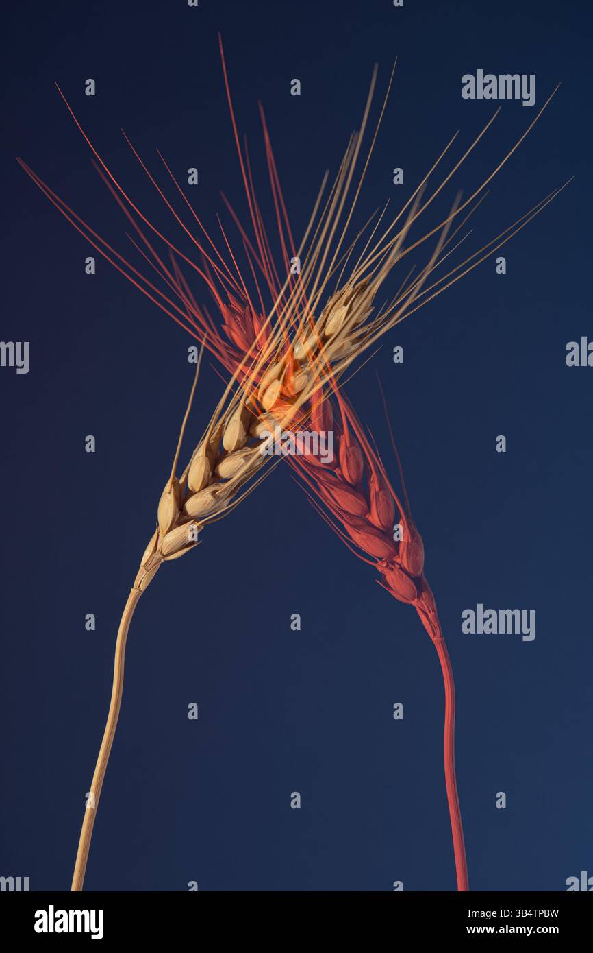 Doubling effect hi-res stock photography and images - Alamy