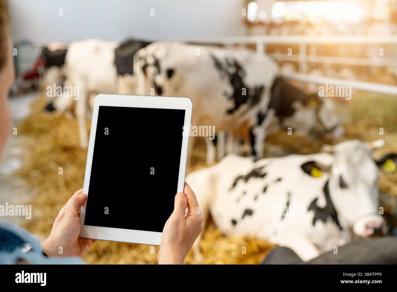 Digital technology in livestock farm. Female farmer monitoring animals ...