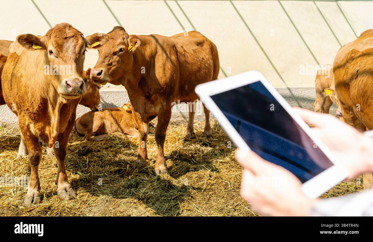 Farmer monitoring cows condition in livestock farm using digital tablet ...