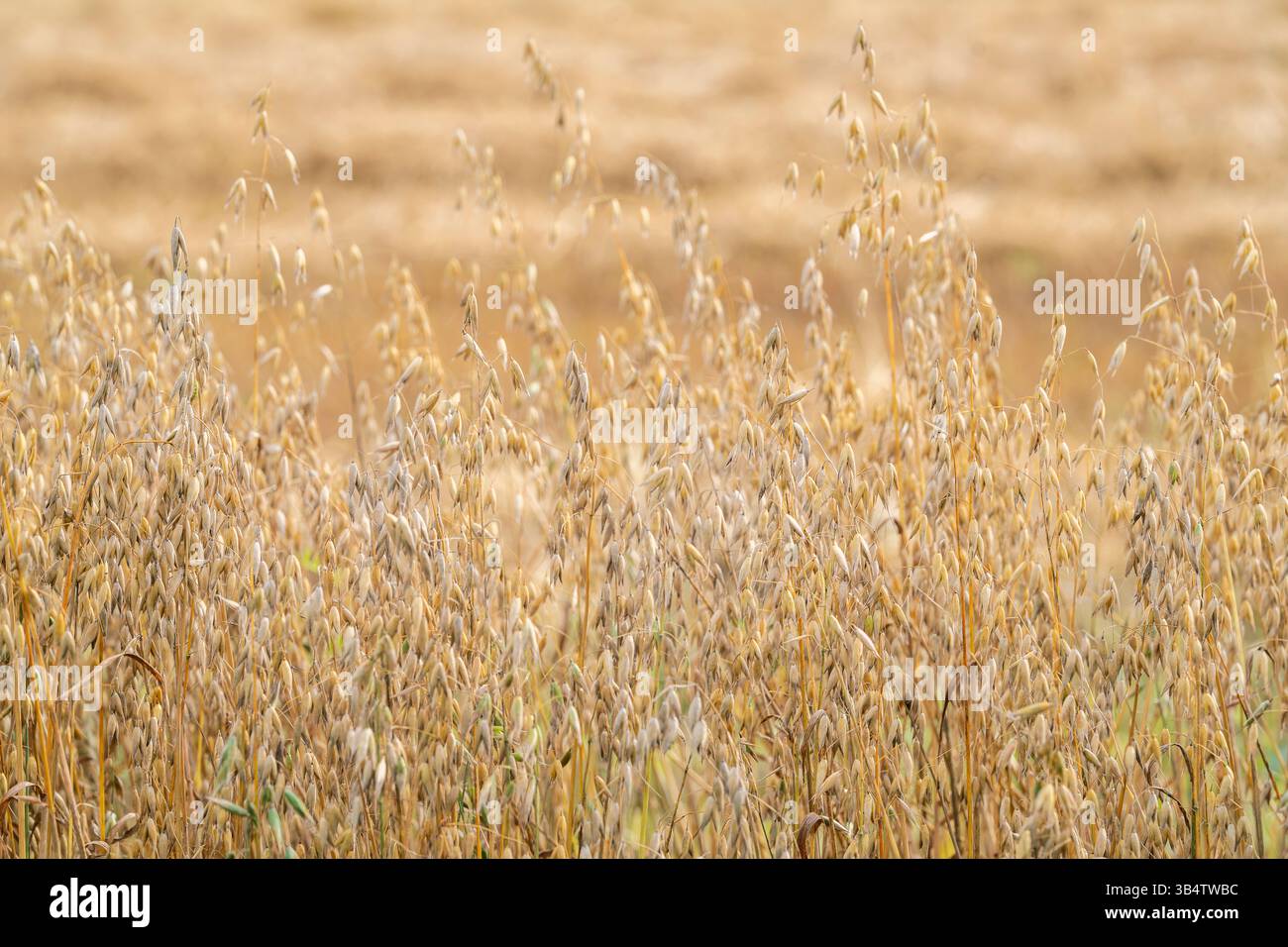 Oat (Avena sativa). A field of oats. Oat field background. Self-coloured background. Soft focus ...