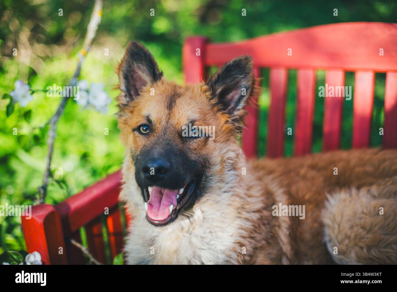 Westerwälder Kuhhund (Old German Sheepdog Stock Photo - Alamy