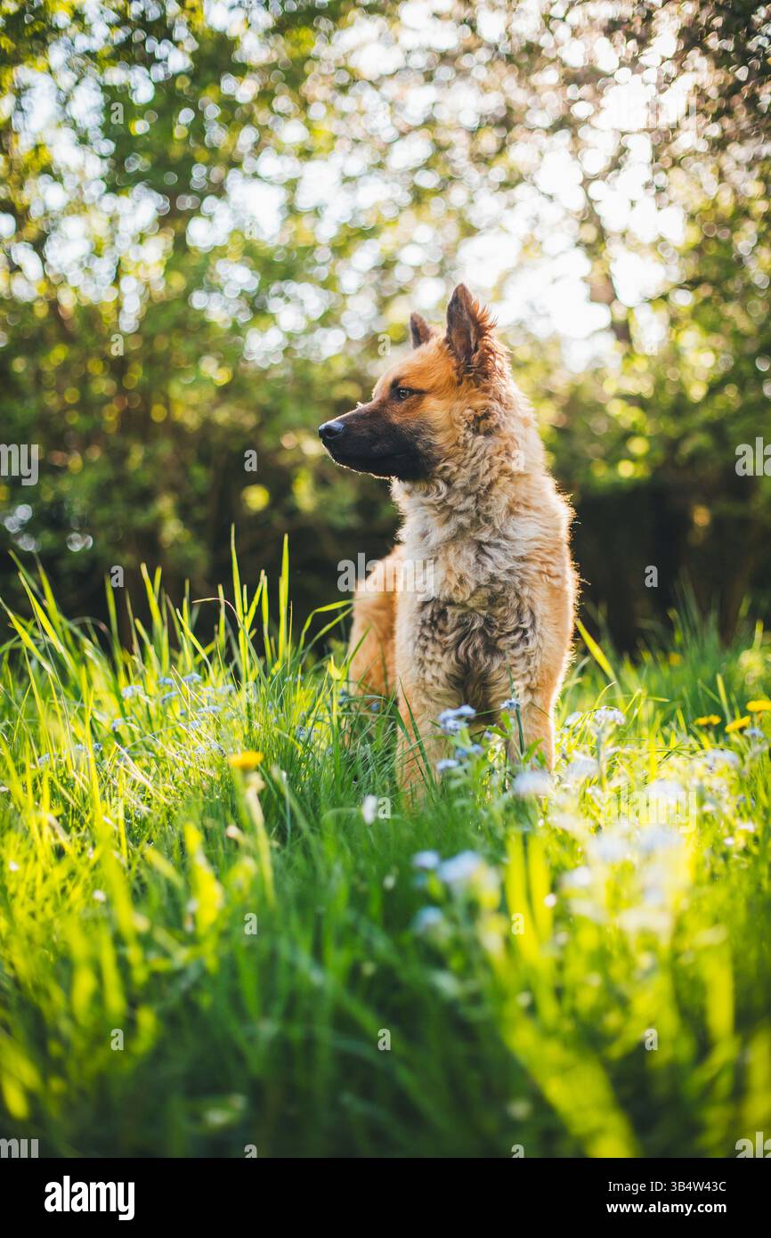Westerwälder Kuhhund (Old German Sheepdog Stock Photo - Alamy