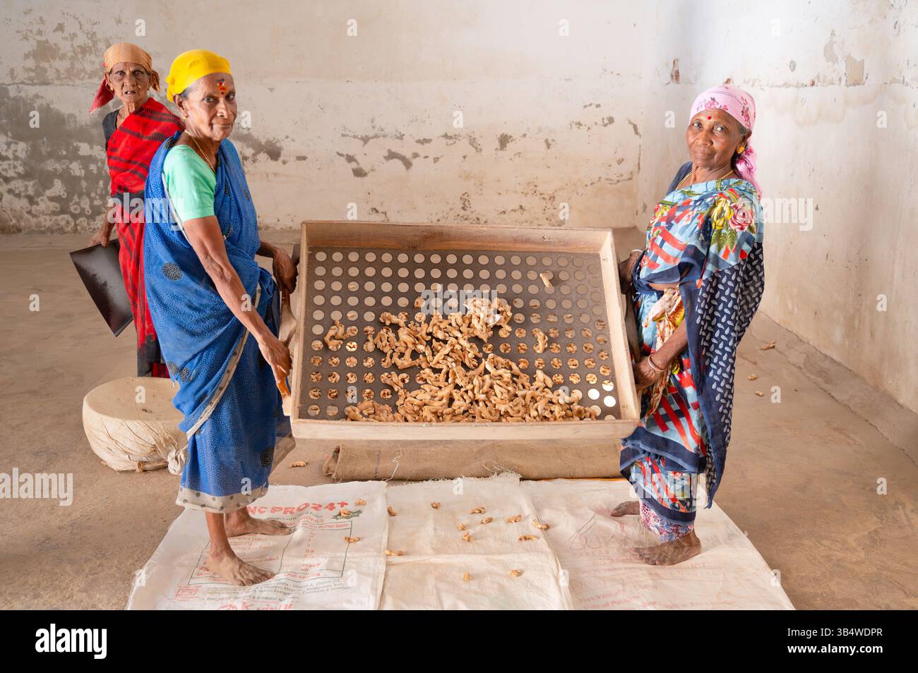 Women working at ginger spice factory in India, sieve for spicy roots ...