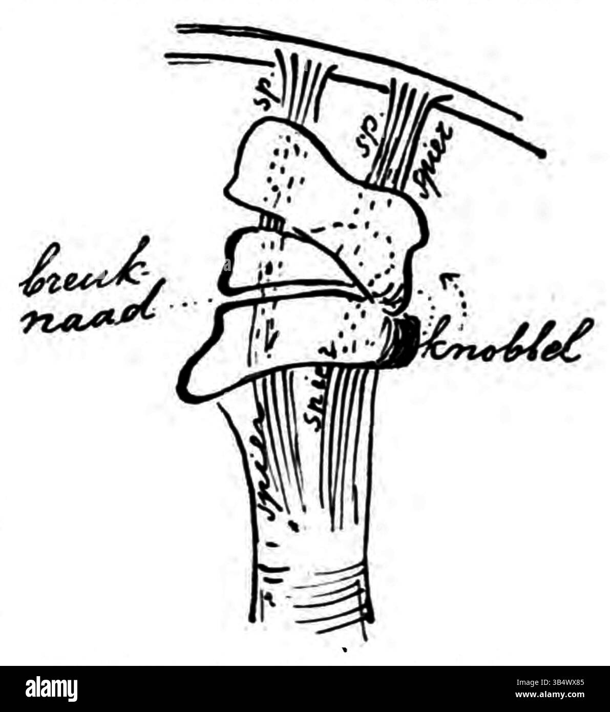 Forms of arthropods Cut Out Stock Images & Pictures - Alamy