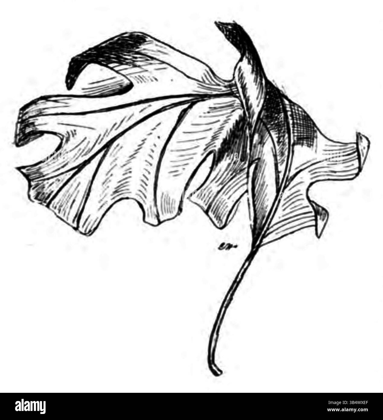 This image from Eli Heimans' 1906 'Wandelen en waarnemen' shows a ...