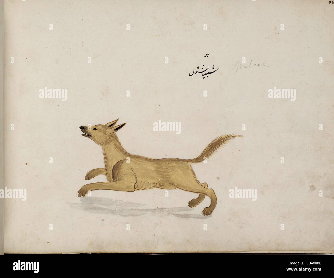 This drawing, made by Janí and connected with Engelbert Kaempfer ...