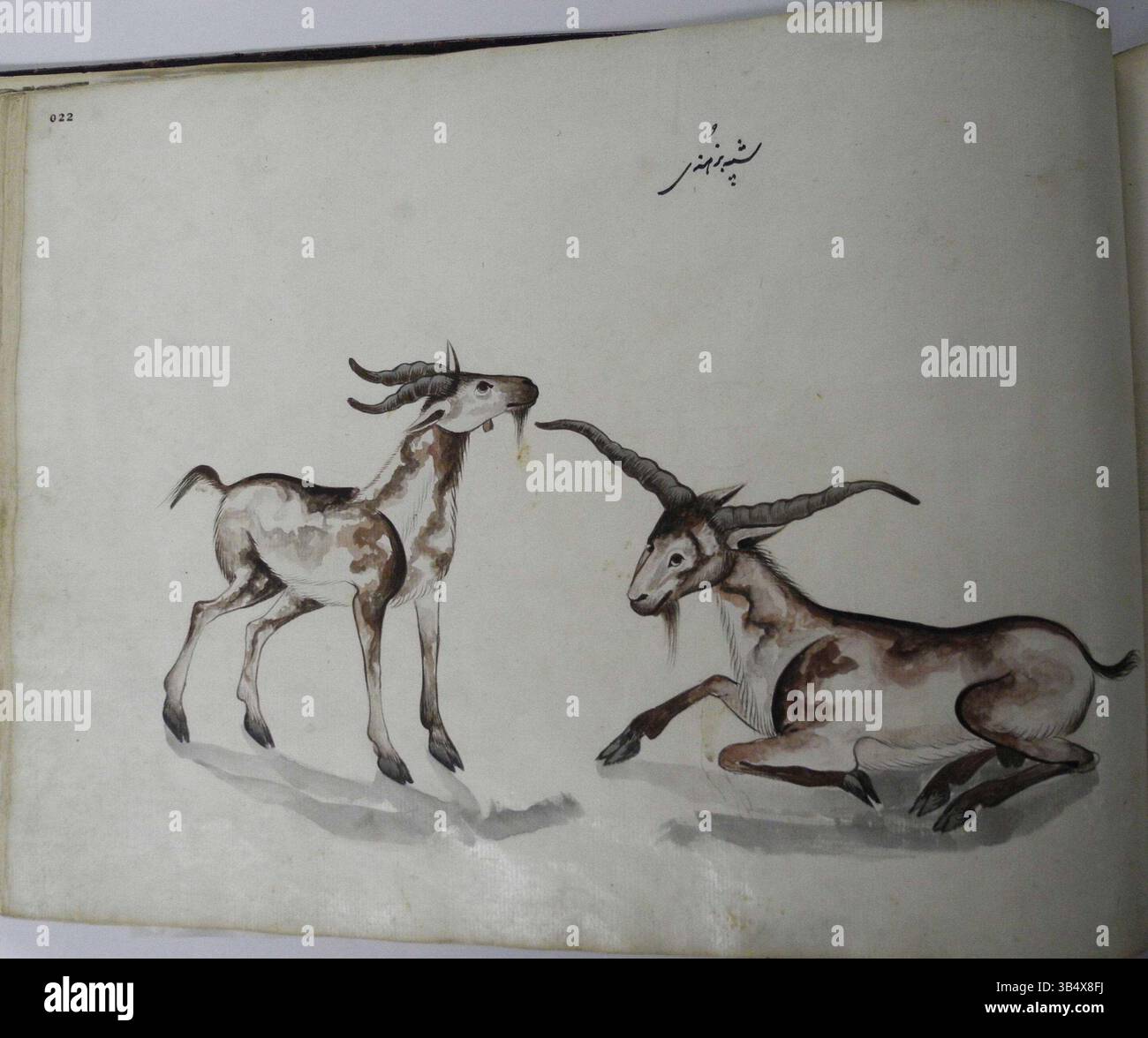 This 1684-1685 AD (1096 AH) drawing by Janí shows two resting goats ...