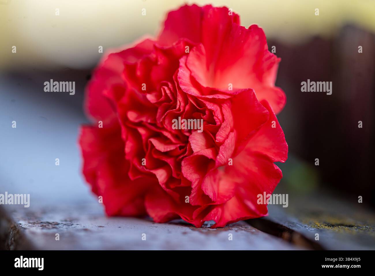 Red carnation flower placed on a rusty metal rail, symbolizing ...