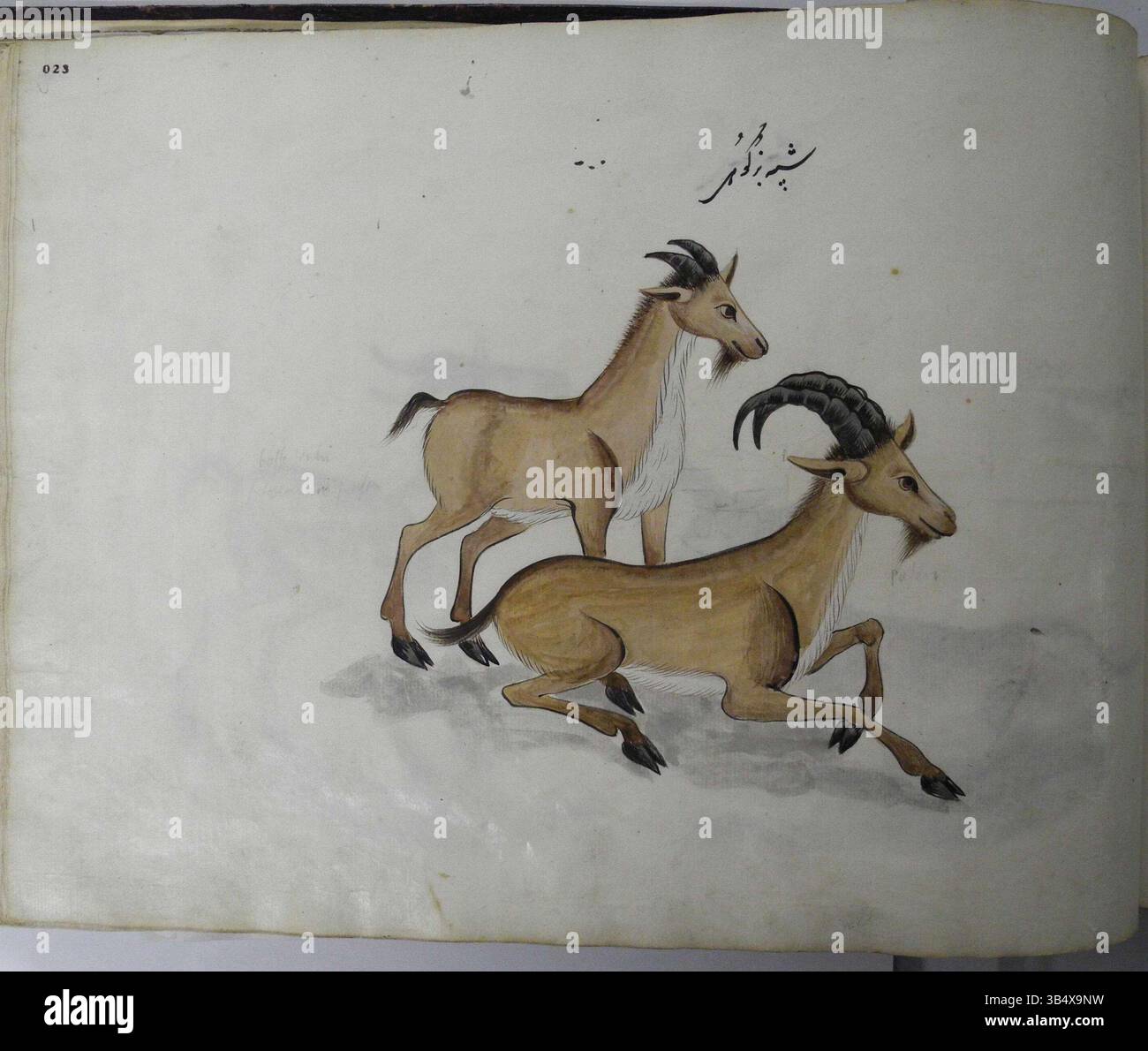 This artwork by Janí, connected with Engelbert Kaempfer, shows two ...