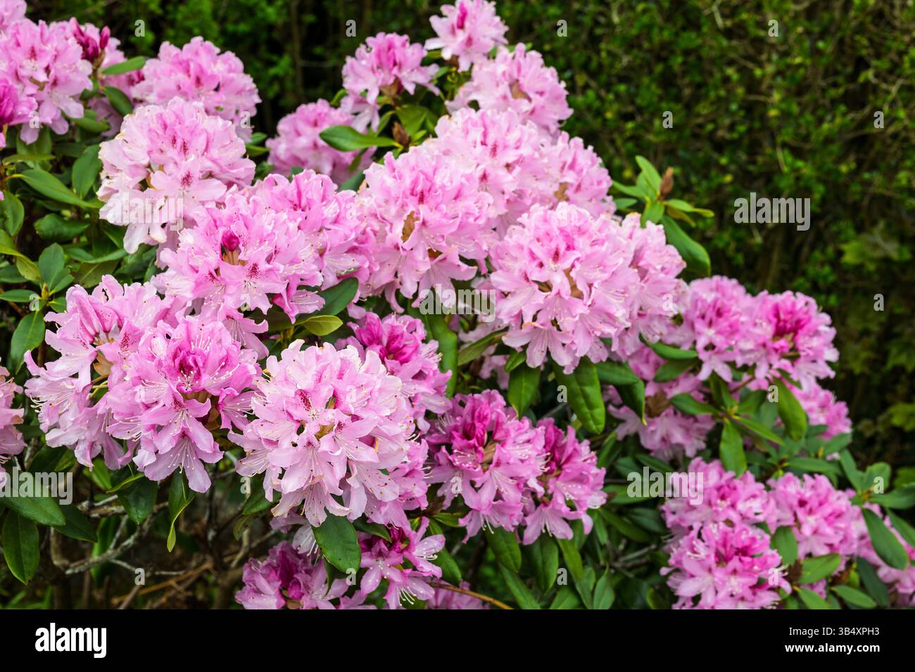 Large clusters of pink rhododendron shrub Stock Photo - Alamy