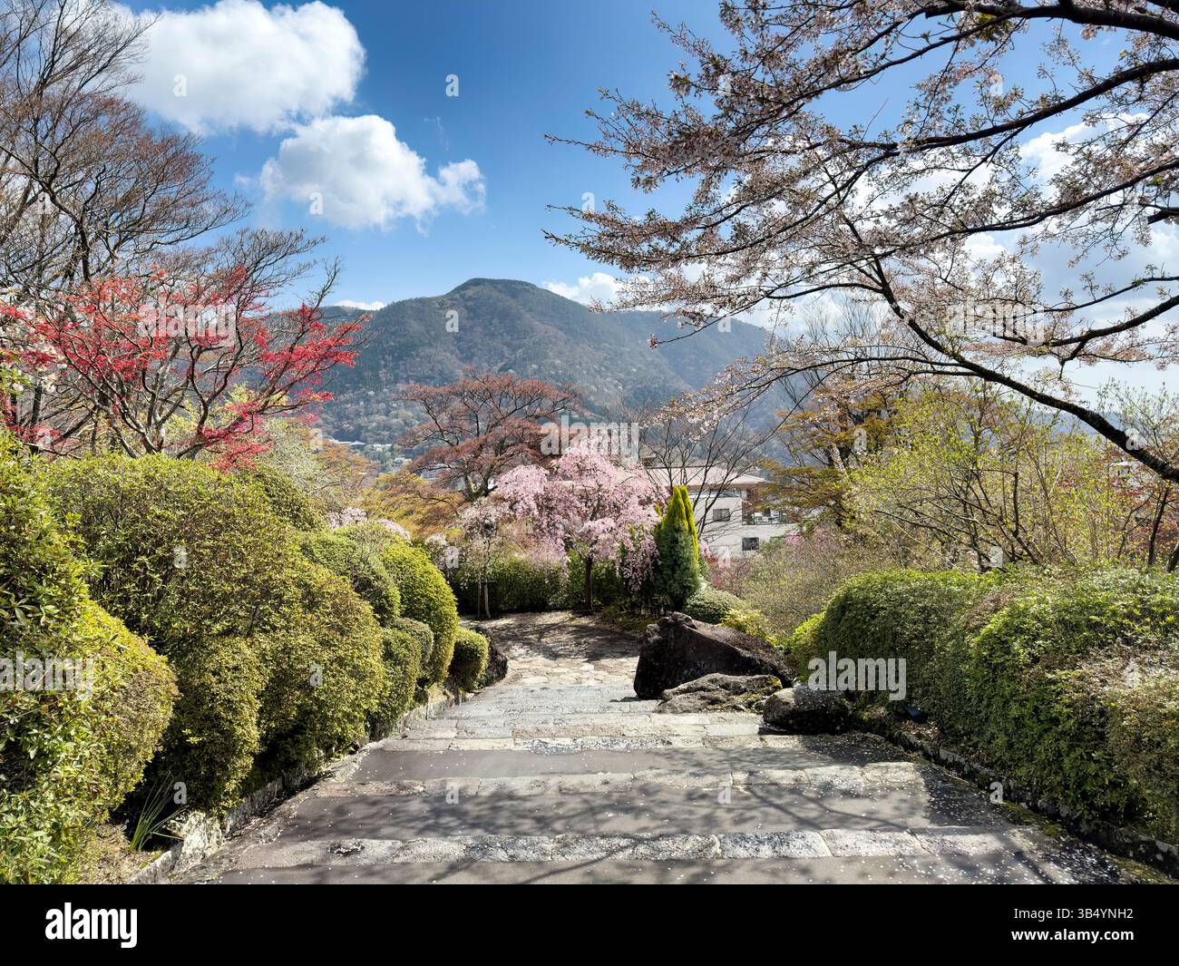 Public park in Japan during end of cherry blossom season in late spring ...