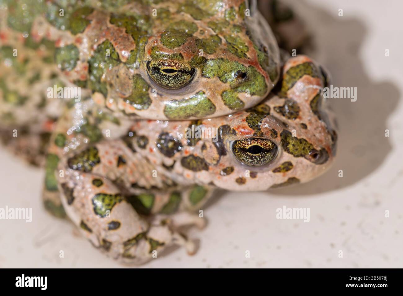 Bufo bufo toad male mounts the females' back, grasping it with fore ...