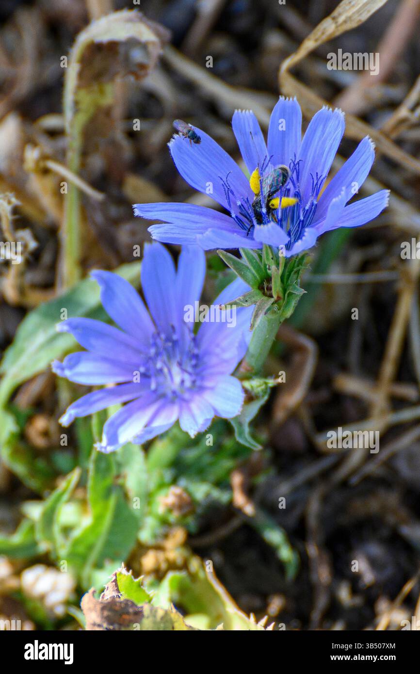 Dwarf Chicory (Cichorium pumilum) Photographed in the central Israel in ...
