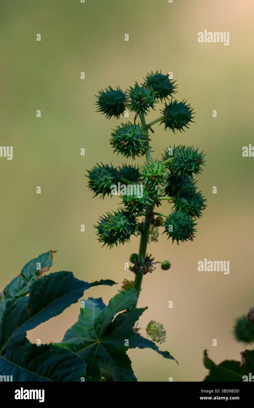 castor oil plant, Ricinus communis AKA mole bean. Photographed in ...